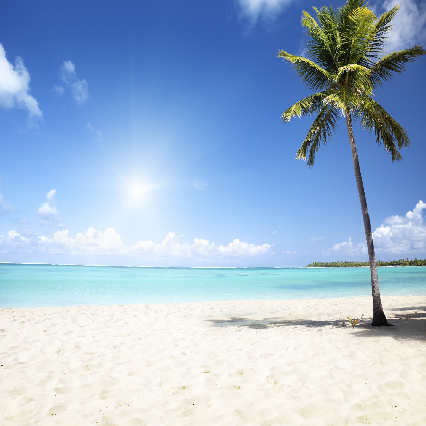 Palm Tree Beach Background