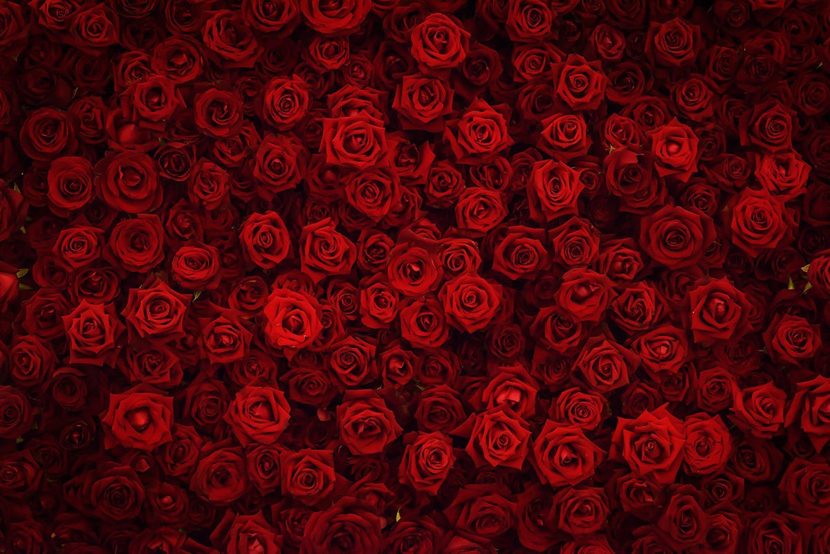 Red Roses Flower Wall Background | Dropz Backdrops | Dropz Backdrops ...